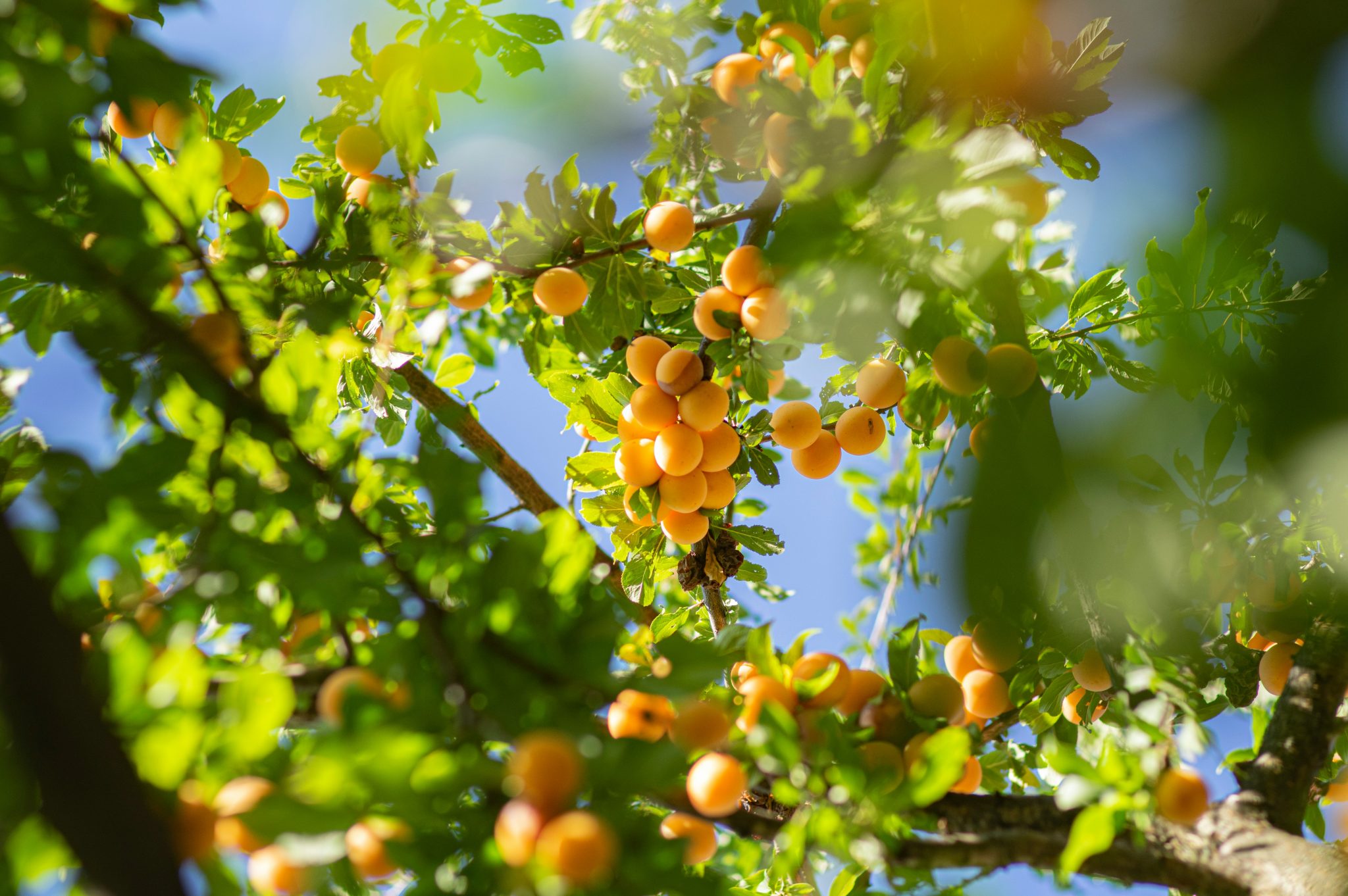 What Is Pálinka? A Chef’s Guide to Hungary’s Iconic Fruit Spirit